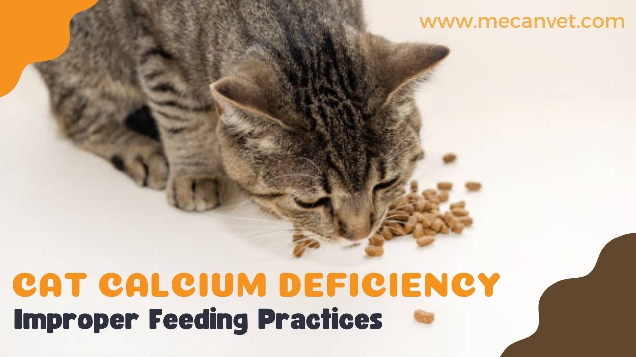 Beware of Calcium Deficiency in Cats Due to Improper Feeding Practices